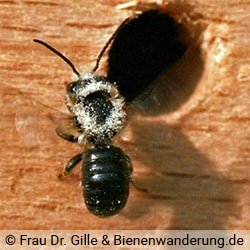 Bienenwanderung.de